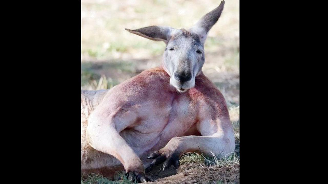 funny photographs of one and a half foot kangaroos showing their ...