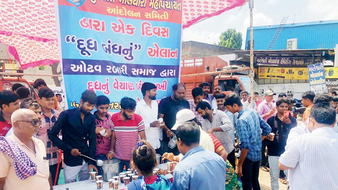 milk strike effect cattle breeders distributed milk to poor some ...
