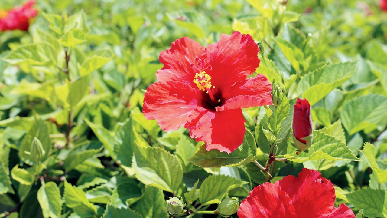 Dr Ravi Kothari writes about quality and benefits of Hibiscus ...