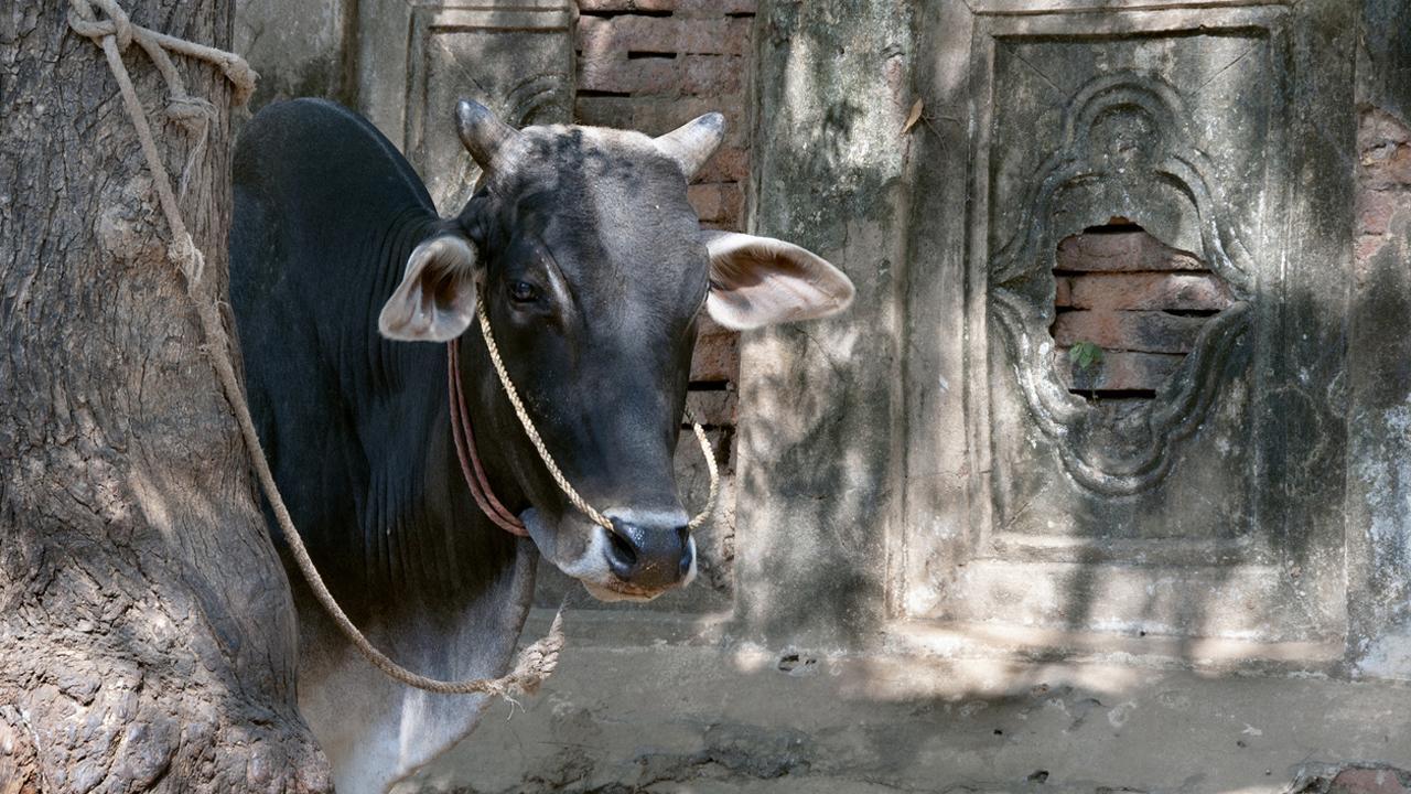 cows are not allowed outside temple as precautionary measure to prevent ...