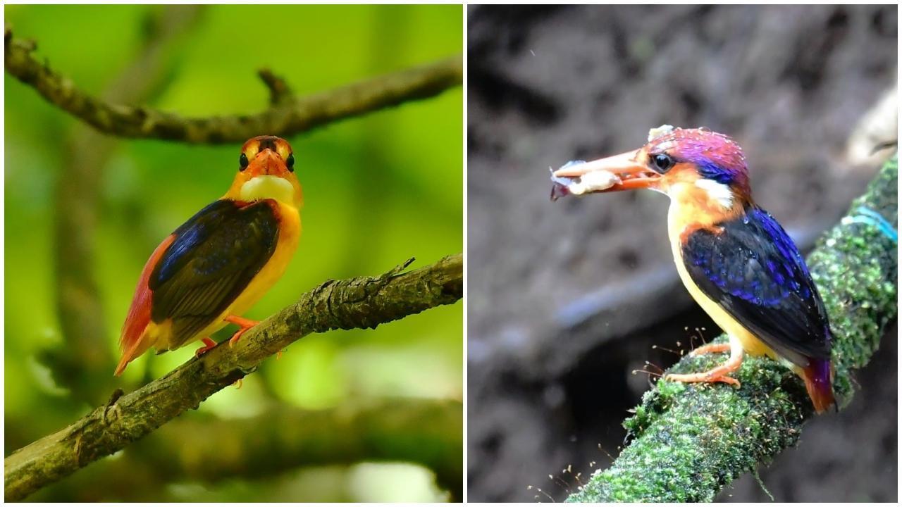 Exclusive Information for Bird Watch Birds You Can See in Mumbai ...