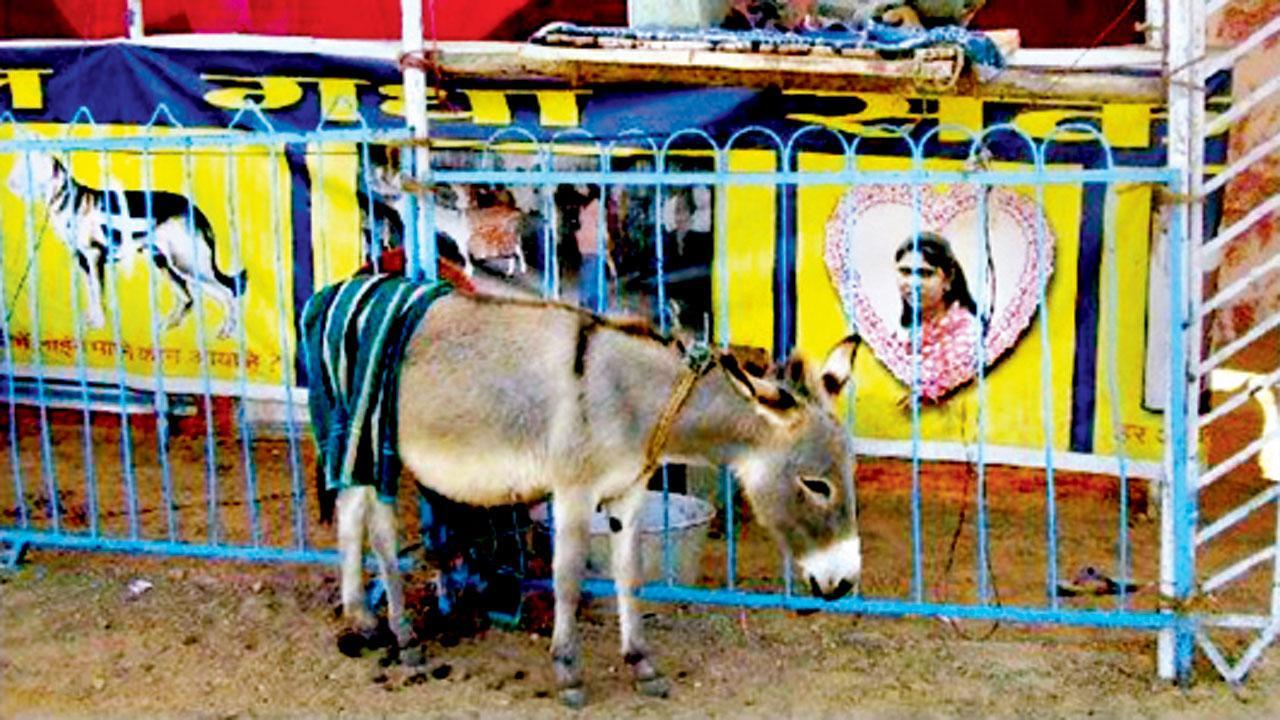 Meet the most intelligent Pannalal donkey who can do face-reading an ...
