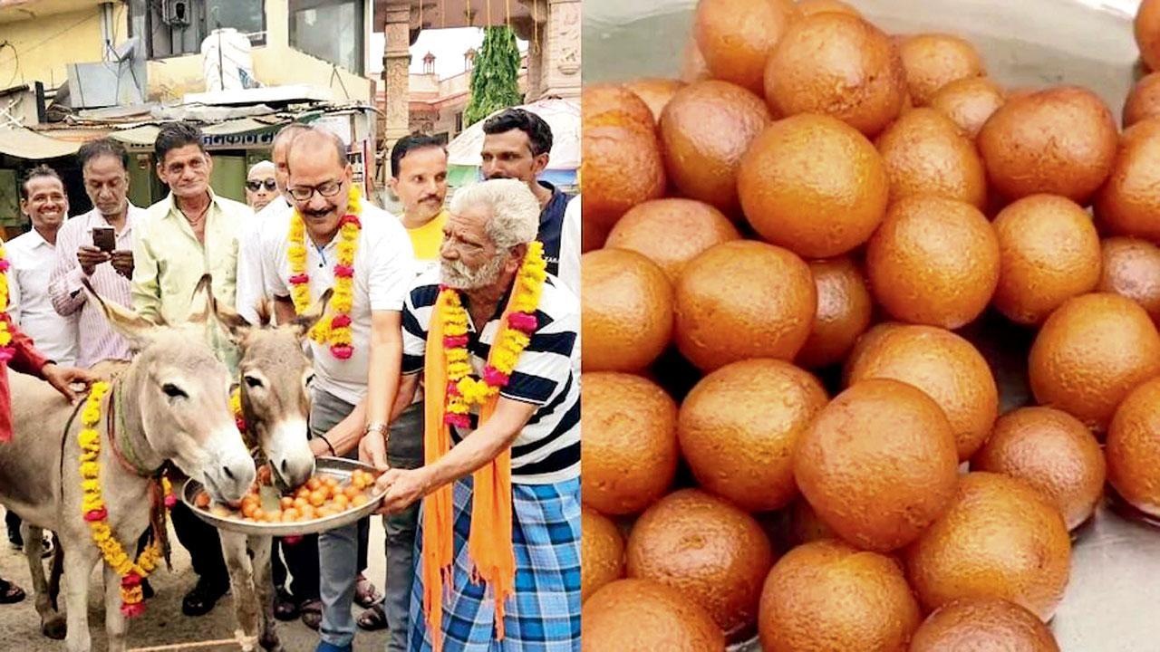 Gulab Jamun feed to donkeys in Madhya Pradesh’s Mandsaur as prayer of ...