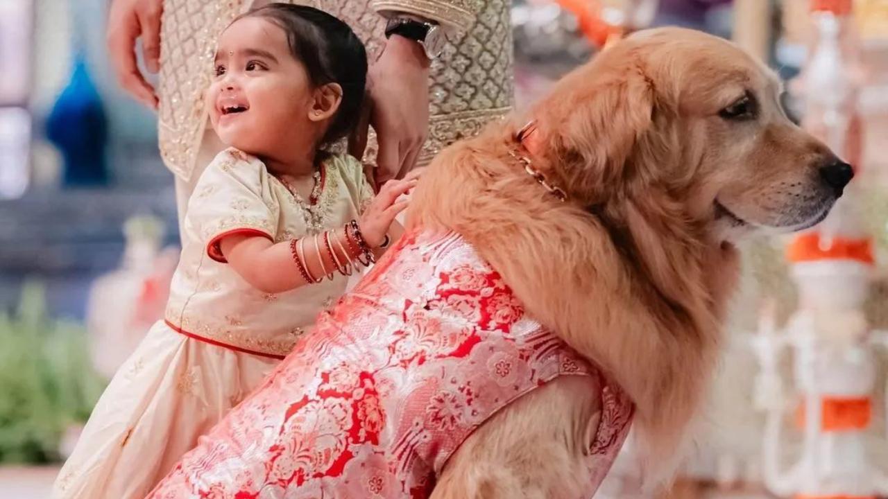 Radhika Anant Ambani Wedding: Gujarati Designers designed unique ...