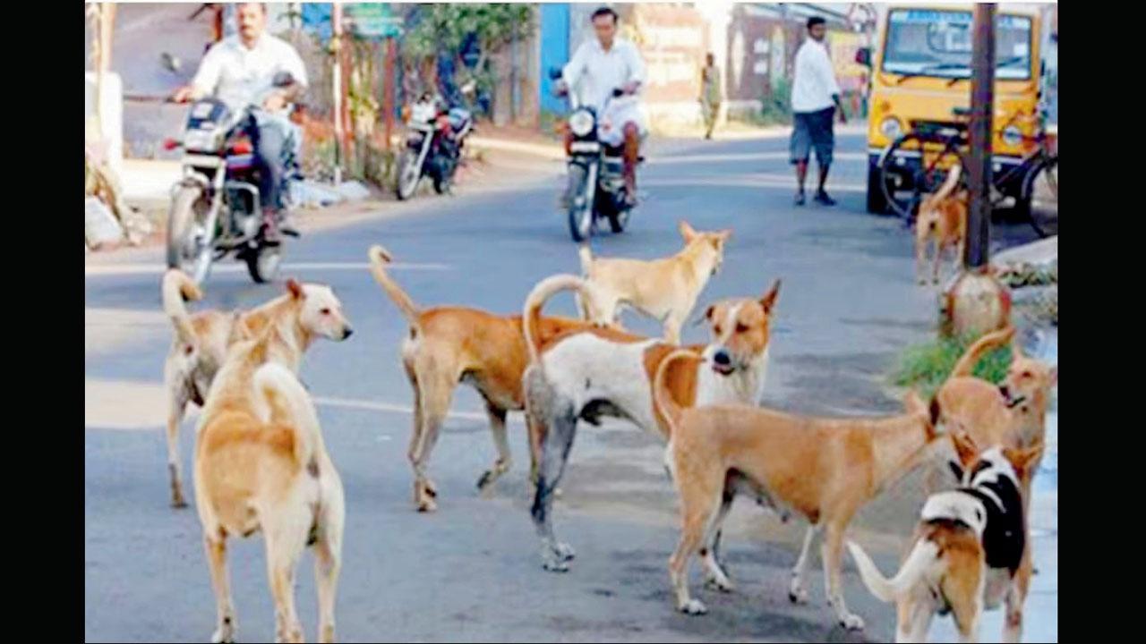 Anti-rabies vaccine administered to 29,951 stray dogs | રસ્તે રખડતા ૨૯ ...