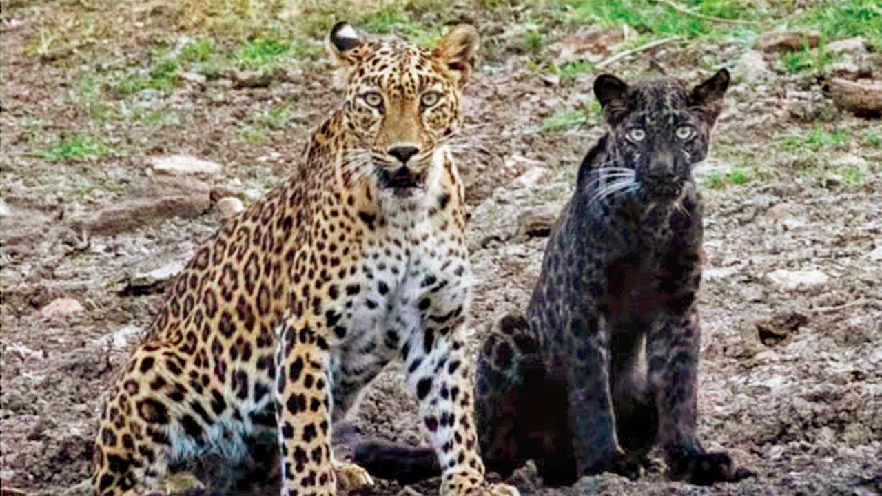 Rare sighting of panther and black panther cub captured at Pench Tiger ...