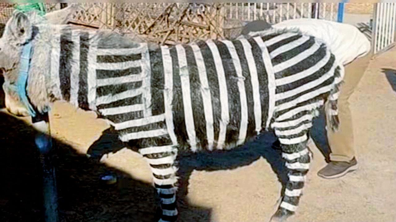 Chinese Park Under Fire for Painting Donkey as Zebra | ચીનમાં ગધેડા પર ...