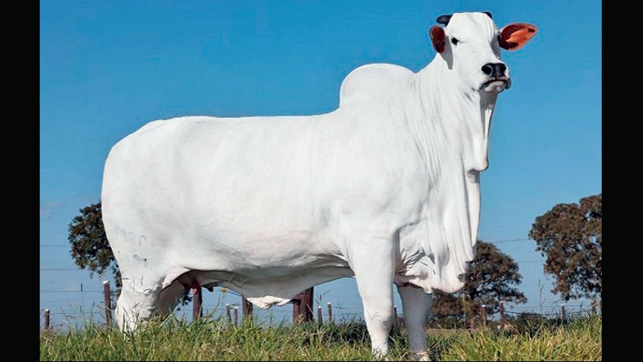 Brazil`s Viatina-19 Becomes World`s Most Expensive Nellore Cow at $4.8 ...
