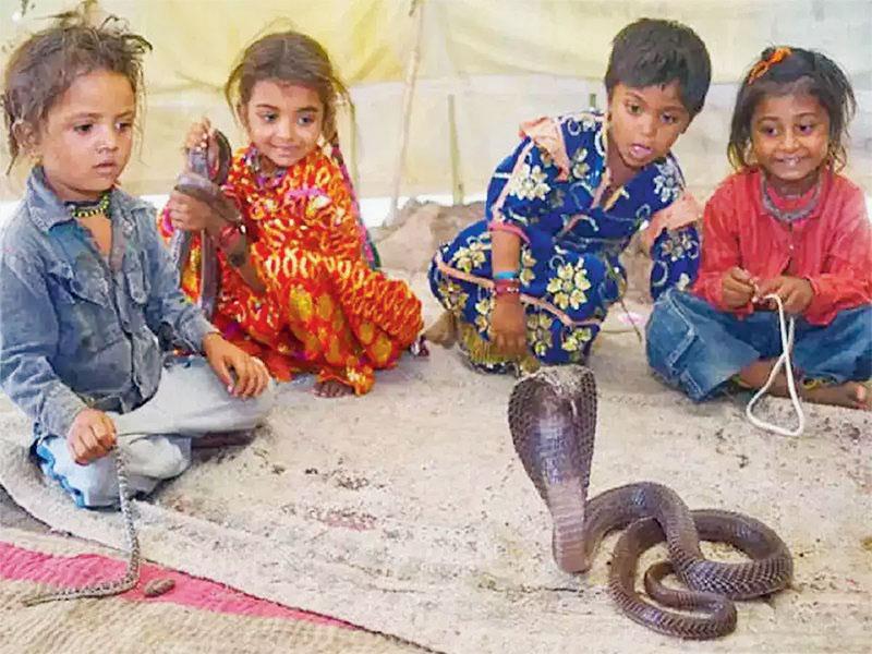 Shetphal Village: A Unique and Dangerous Reality of Venomous Cobras ...