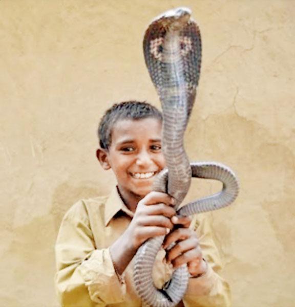 Shetphal Village: A Unique and Dangerous Reality of Venomous Cobras ...