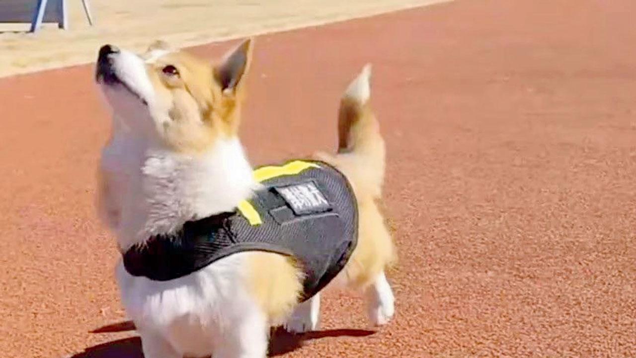 Fuzai, China`s First Corgi Police Dog, Makes Headlines After Bonus Loss ...