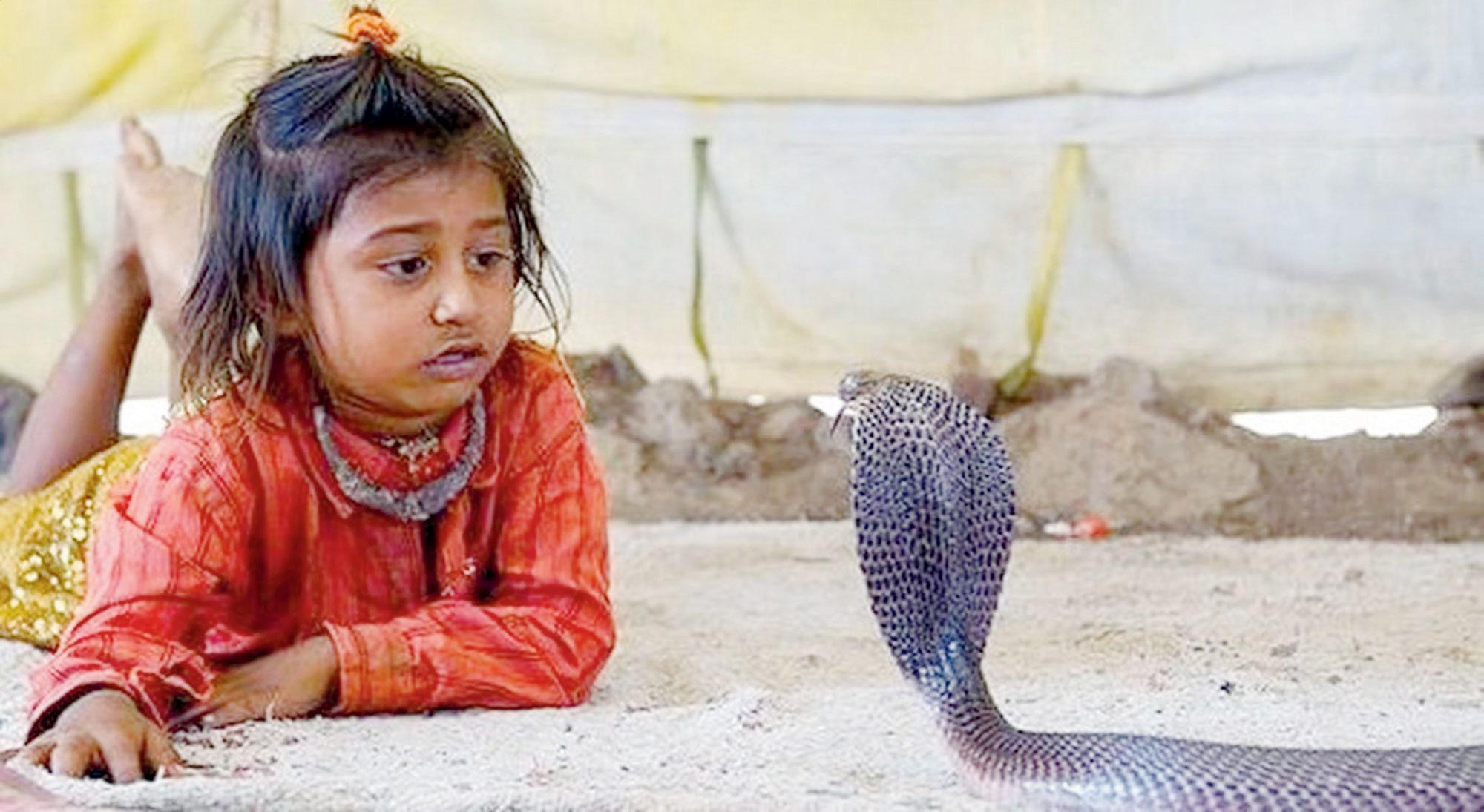 Shetphal Village: A Unique and Dangerous Reality of Venomous Cobras ...