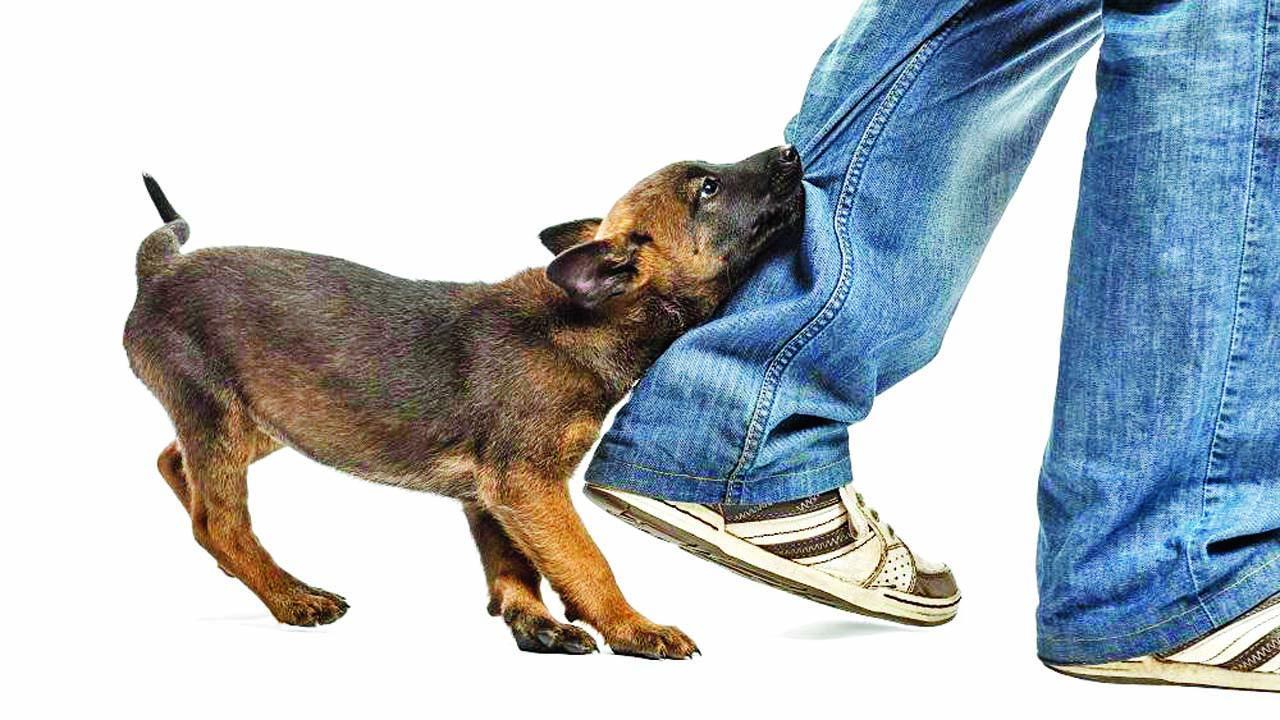 One dog bite every five minutes in Mumbai | મુંબઈમાં દર પાંચ મિનિટે એક ...